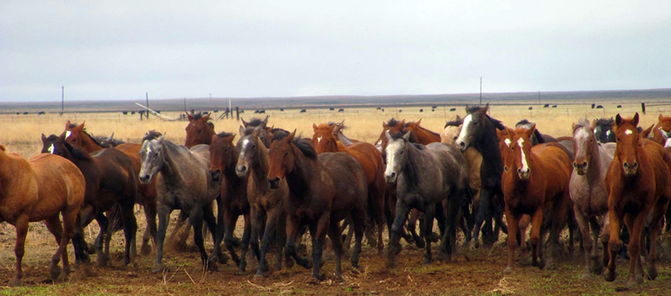 United States | Western Wishes